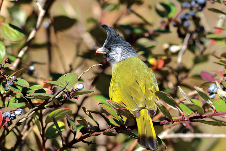 BIRDWATCHING Chiang Dao